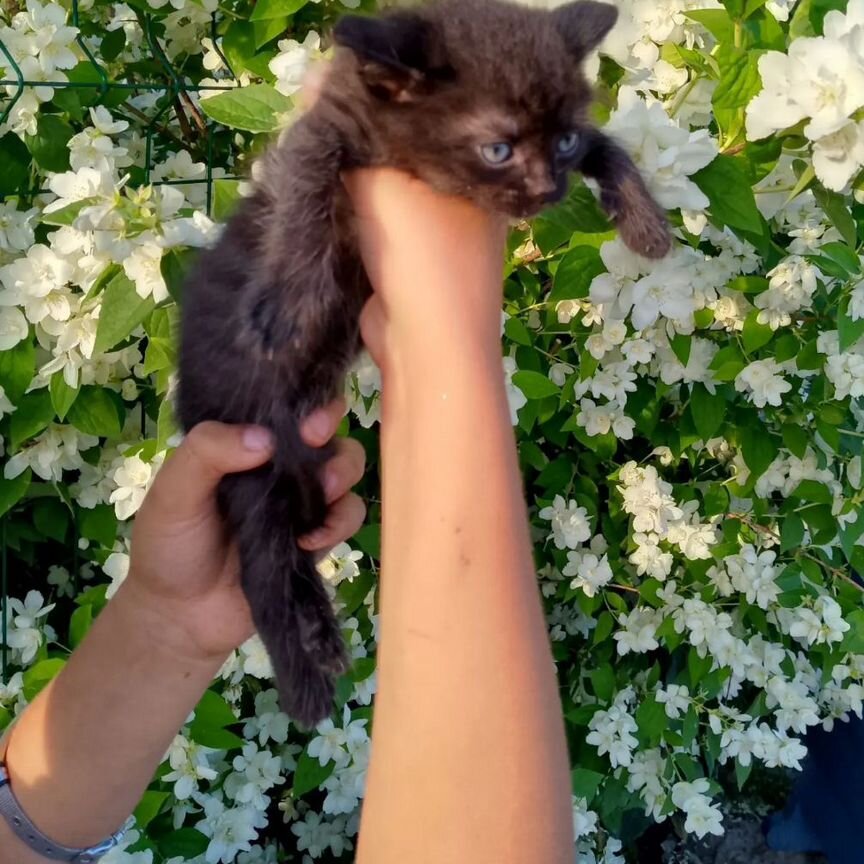 Котёнок в добрые руки