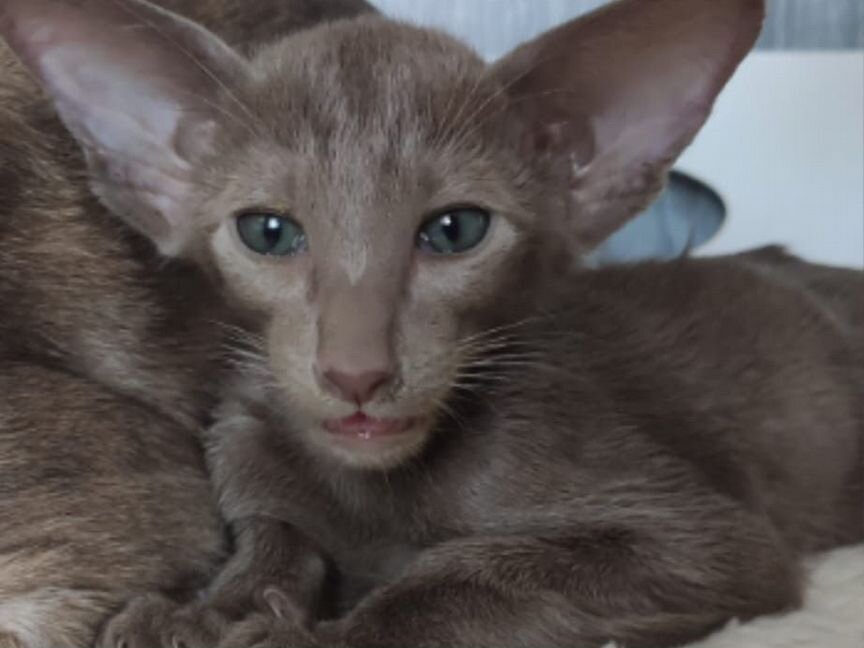 Ориентальный лиловый котик