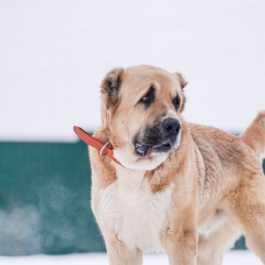 Отличный охранник Мансур