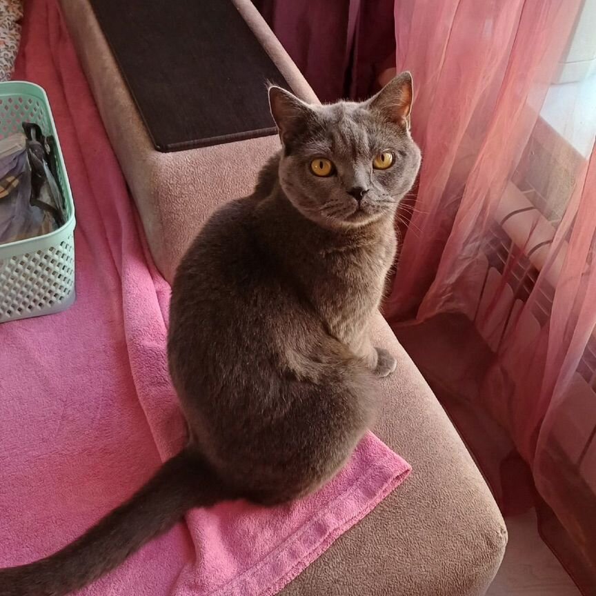 Кот ищет дом