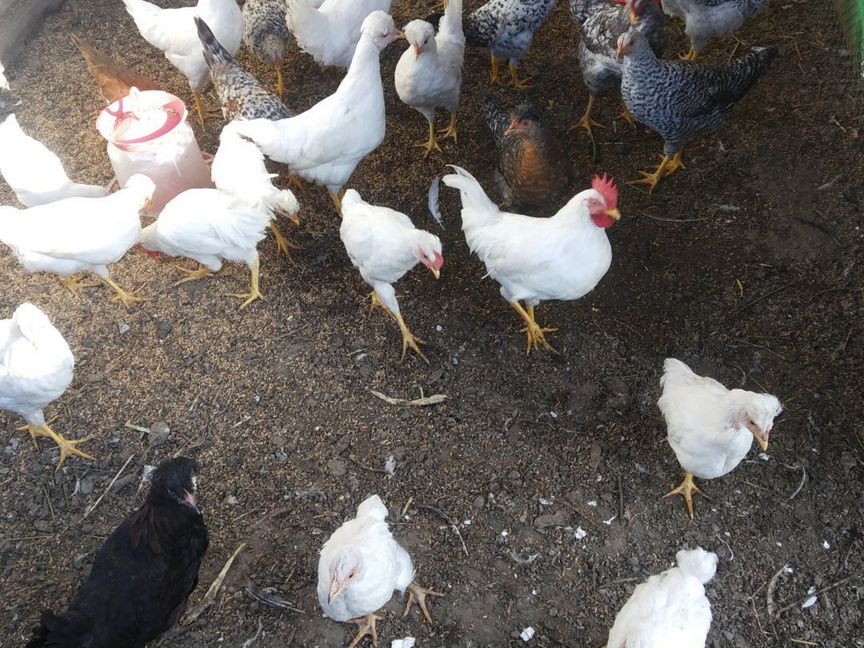 Куры и петушки молодки домашние