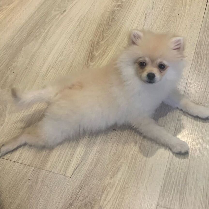 Померанский шпиц, щенок