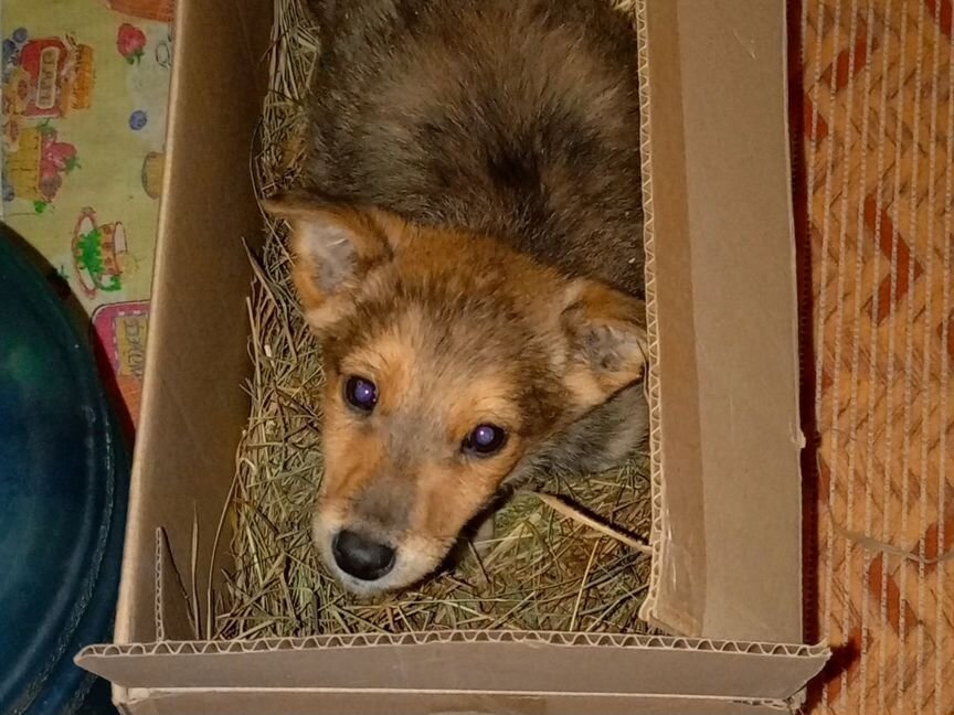 Нашли щенка, может кому-нибудь нужен