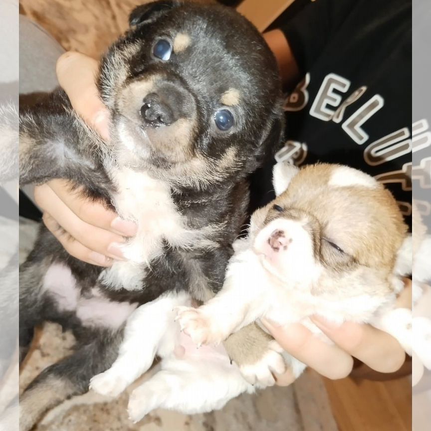 Чихуахуа, щенок