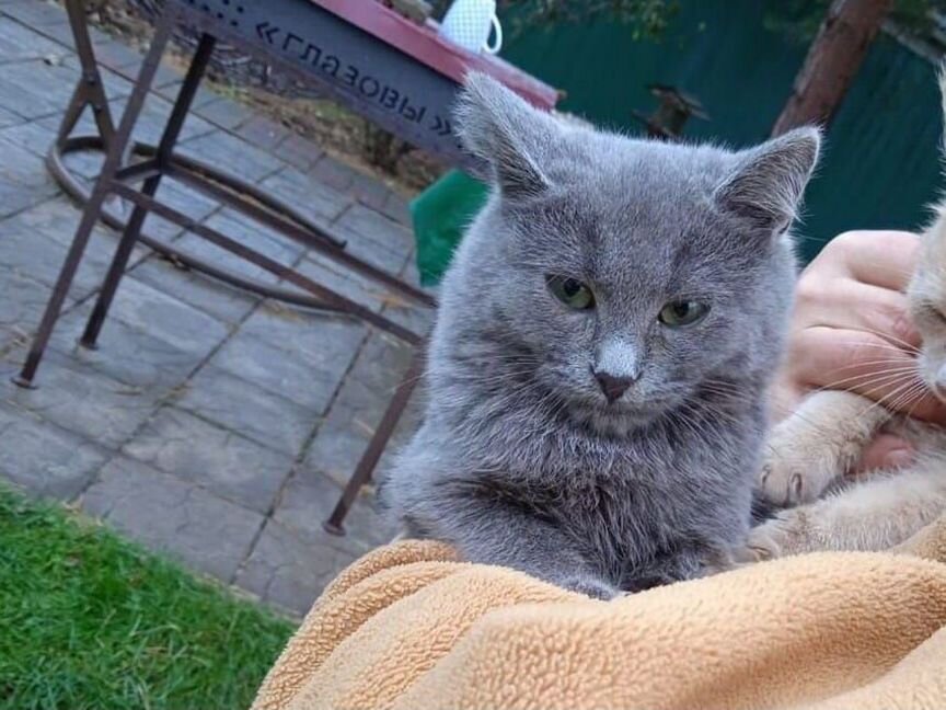 Русский голубой котёнок пропадает на пустых дачах