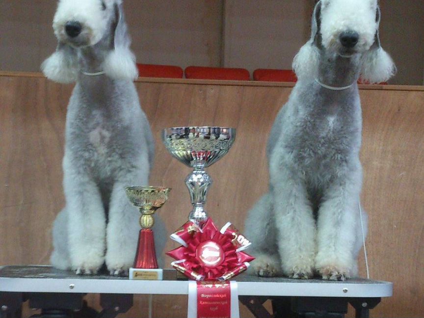 Бедлингтон терьер щенки