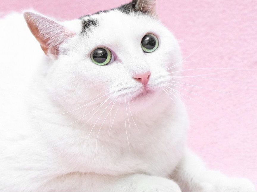 Вот такая кошечка Флешка уже 4 года ждёт маму и па