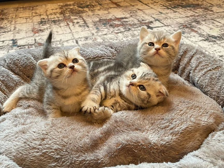 Шотландские вислоухие котята