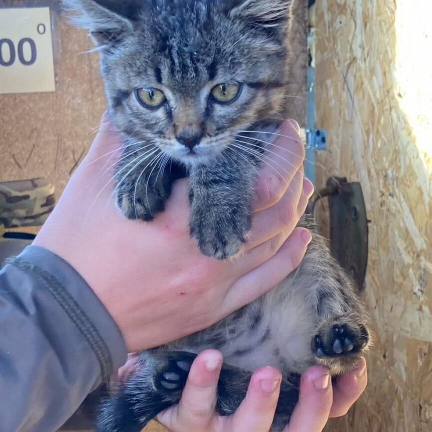 Кошечка в добрые руки