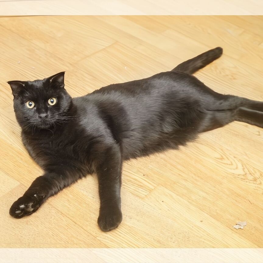 Шотландский вислоухий короткошёрстный котёнок