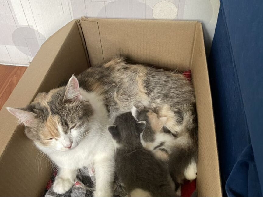 Котонок от перса