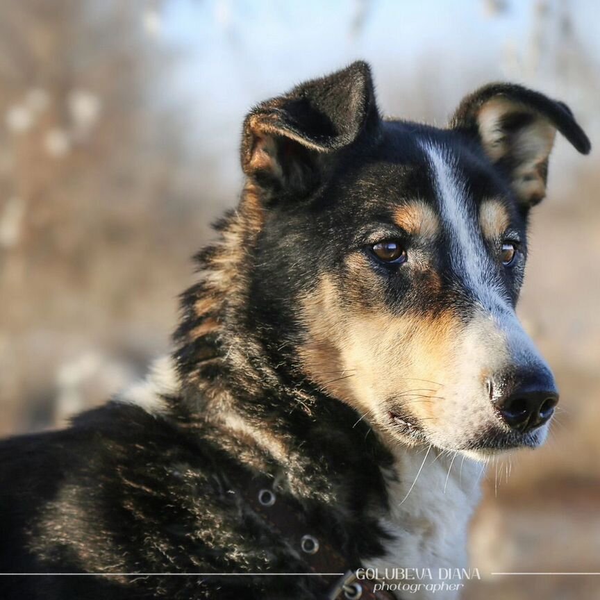 Собака в добрые руки - Краска