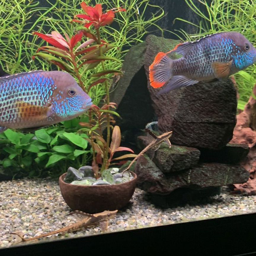 Акара бирюзовая