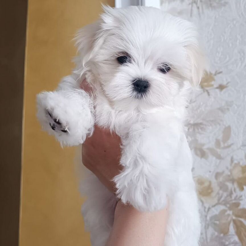 Мальтийская болонка, мини девочка Корея