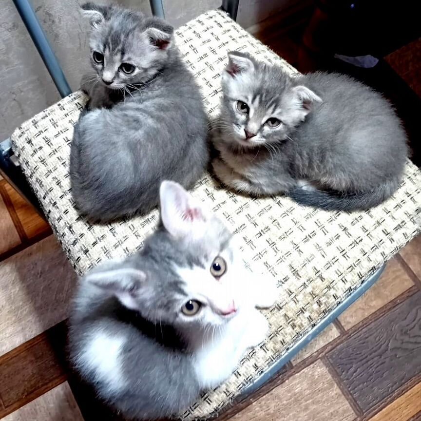 Котята в добрые руки мальчики