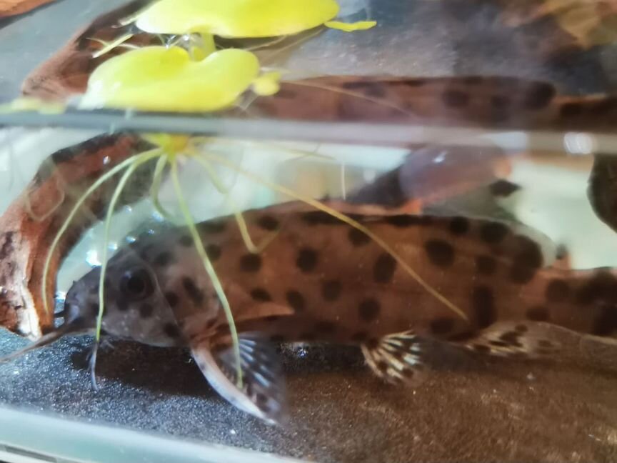 Сомик синодонтис