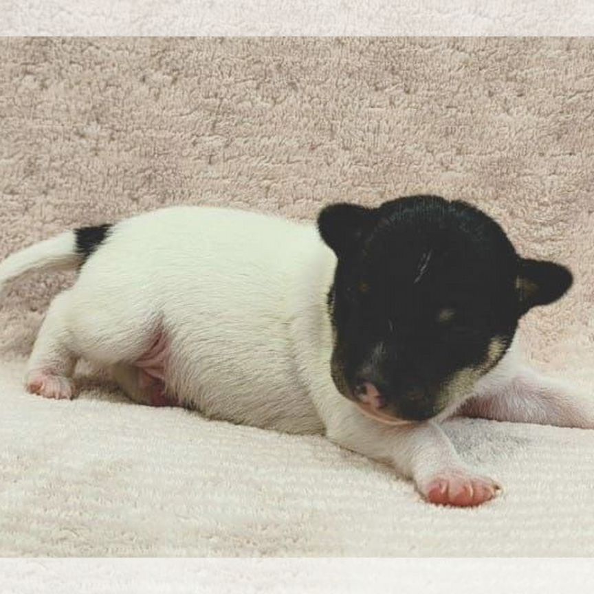 Щенок от заводчика