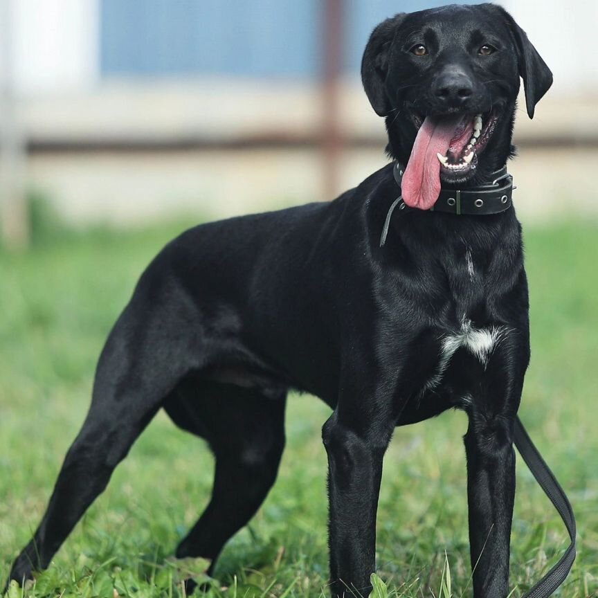 Взрослый пёс в добрые руки