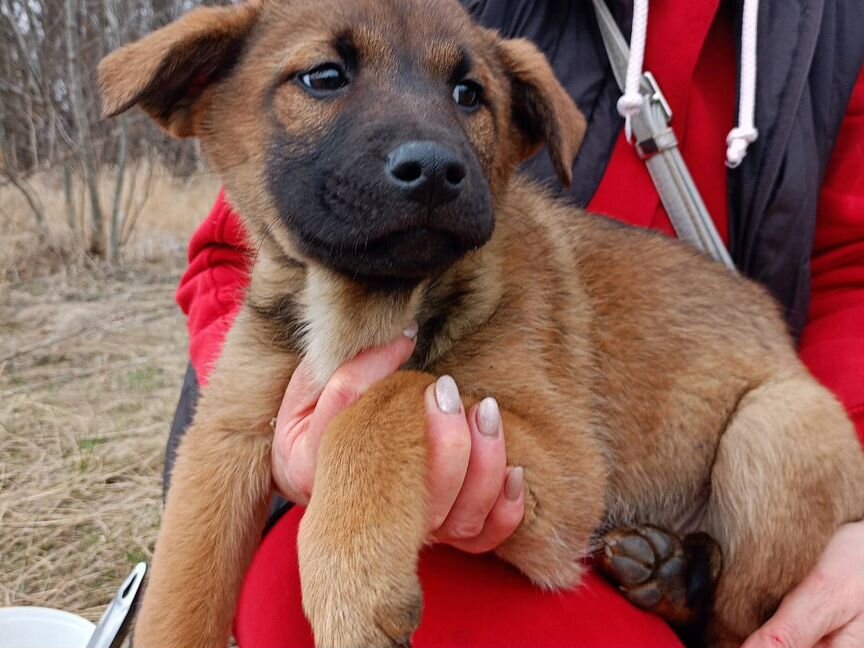 Щеночки в добрые руки