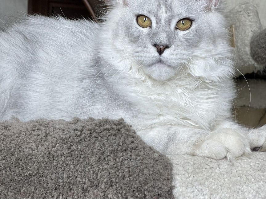 Котенок мейн-кун, серебро