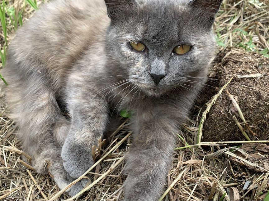 Котенок в добрые руки