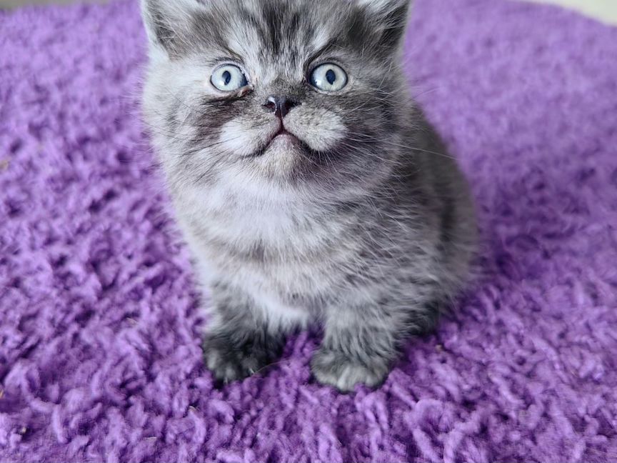 Кошки породистые