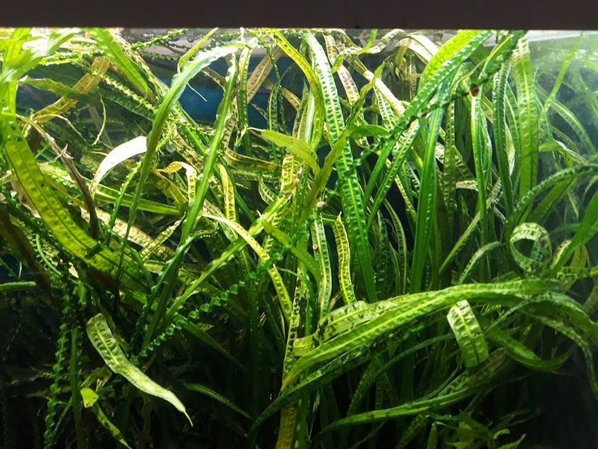 Аквариумные растения