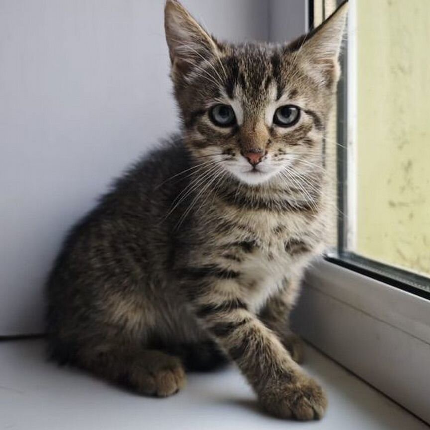 Котенок с мамой