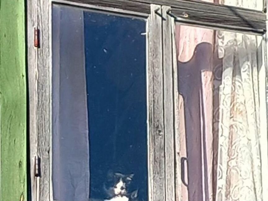 Домашние животные кошки