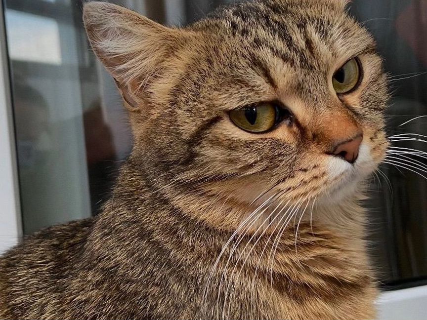 Кошки и котята