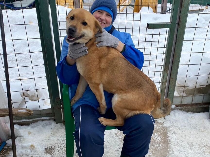 Ласковые собачки мёрзнут зимой в приюте