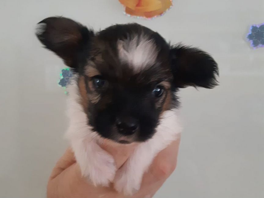 Девочка-бабочка