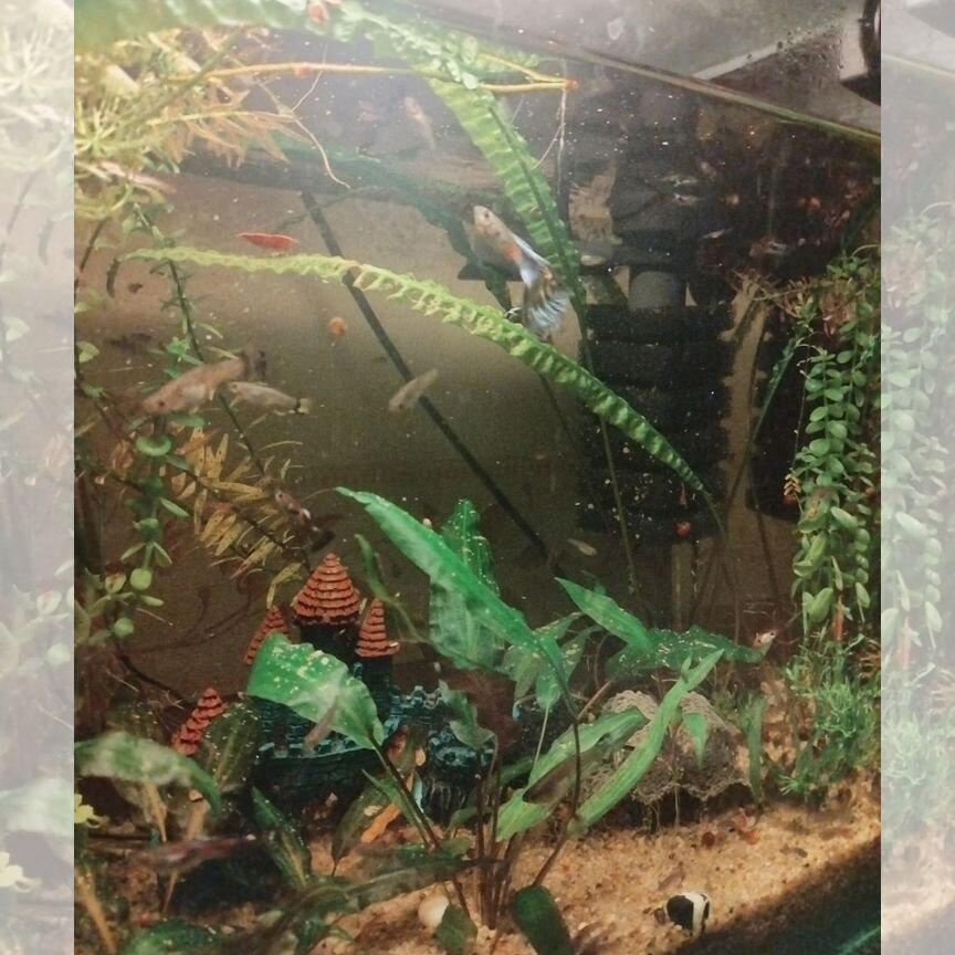Гуппи отдам