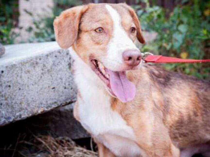 Спасите мальчика из, чёрного, приюта