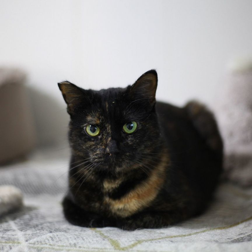 Взрослая, Девочка кошка в добрые руки