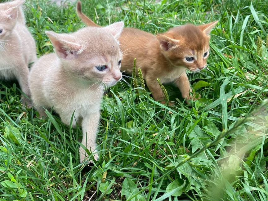 Абиссинская кошка, котята