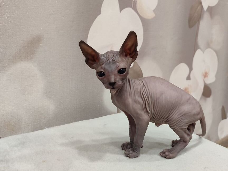 Донской сфинкс котята
