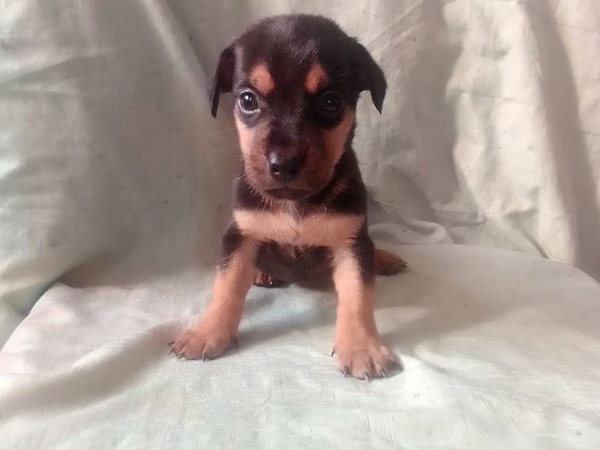 Щенки таксы