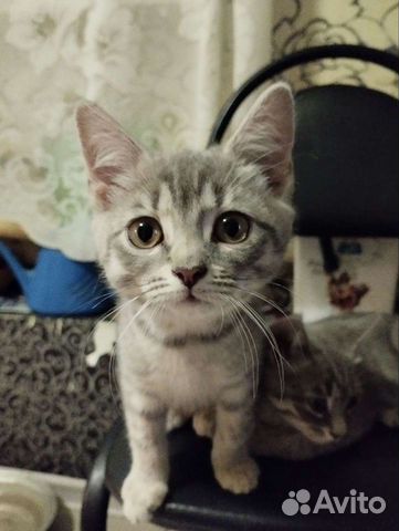 Котята