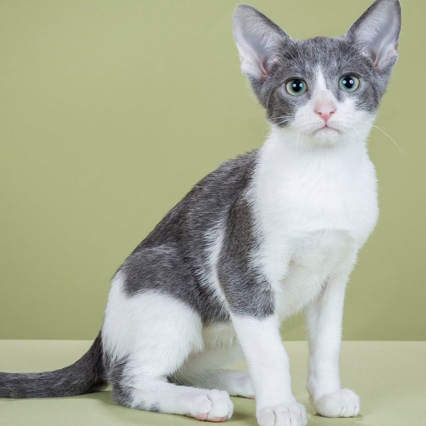 Ориентальный котёнок