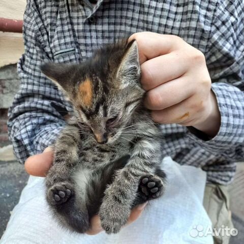 Котята в добрые руки, спасите малышей