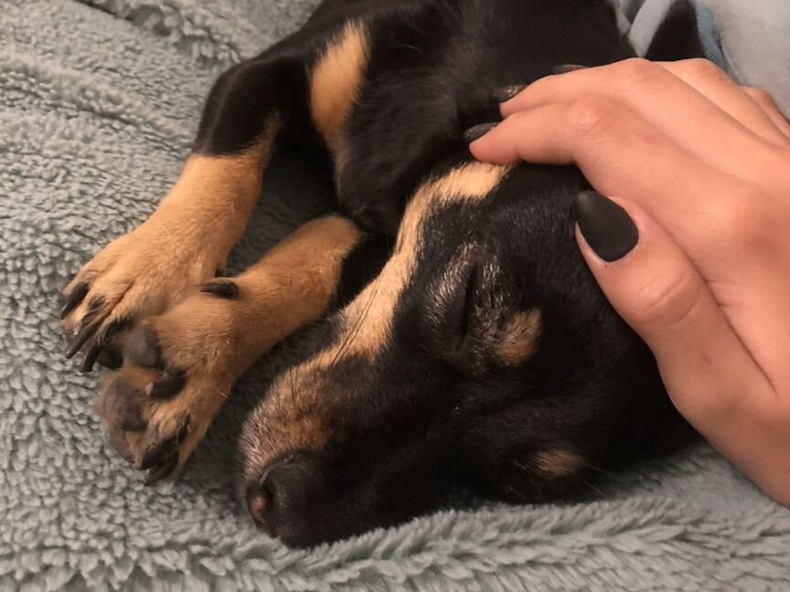 Собака в добрые руки