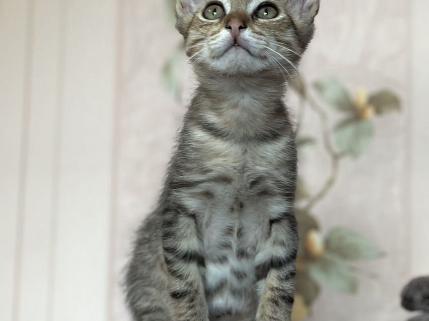 Котёнок