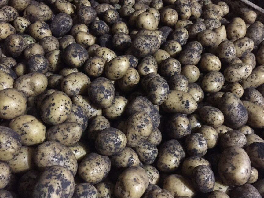 Картофель на корм животным