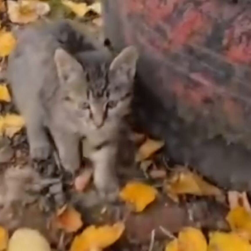 Котёнок в добрые руки