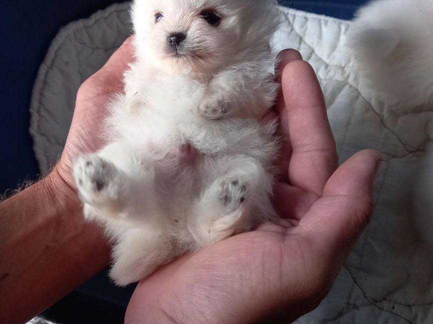 Померанский шпиц мини