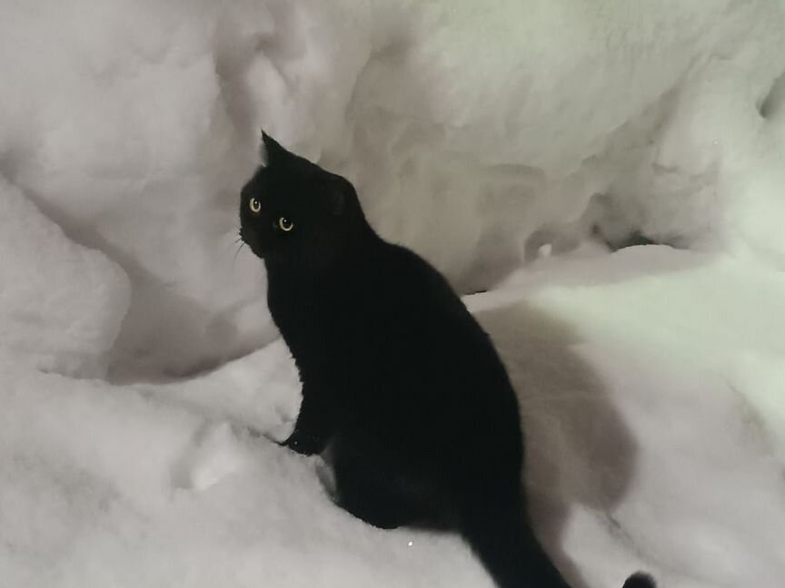 Британский кот вязка