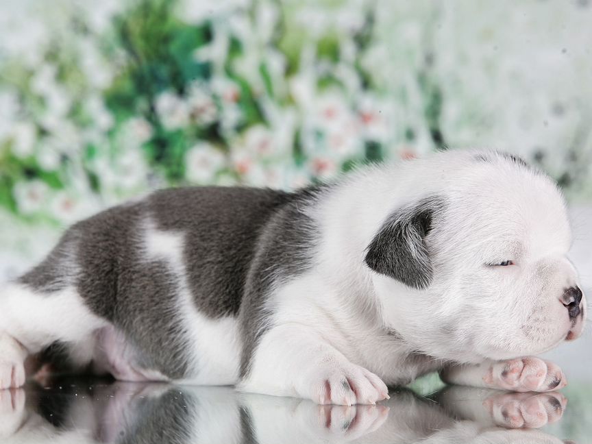 Голубые с белым щенки стаффордширского бультерьера