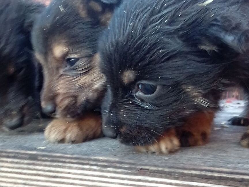 Помеси лайки и овчарки