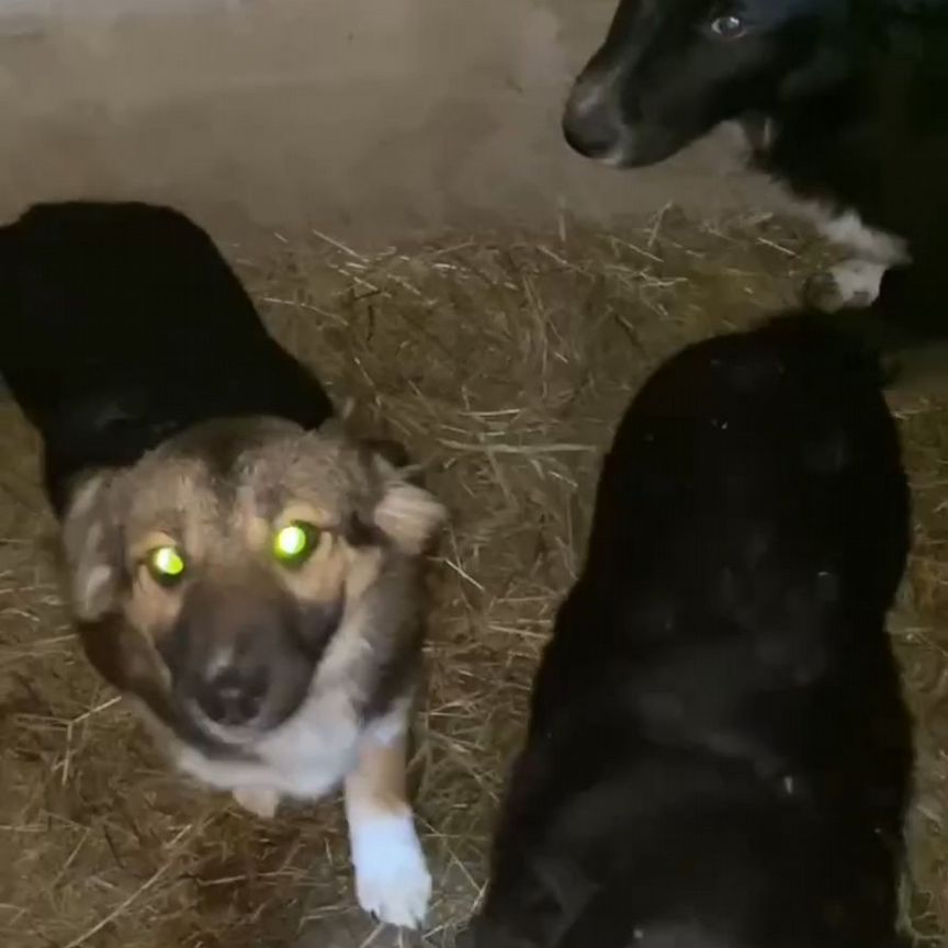 Щенок в добрые руки